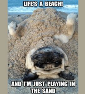 20 Best of Funny Beach Memes – SheIdeas