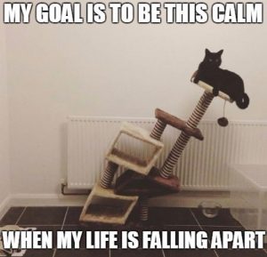 50 Funny Memes About Life That Everyone Can Relate – SheIdeas